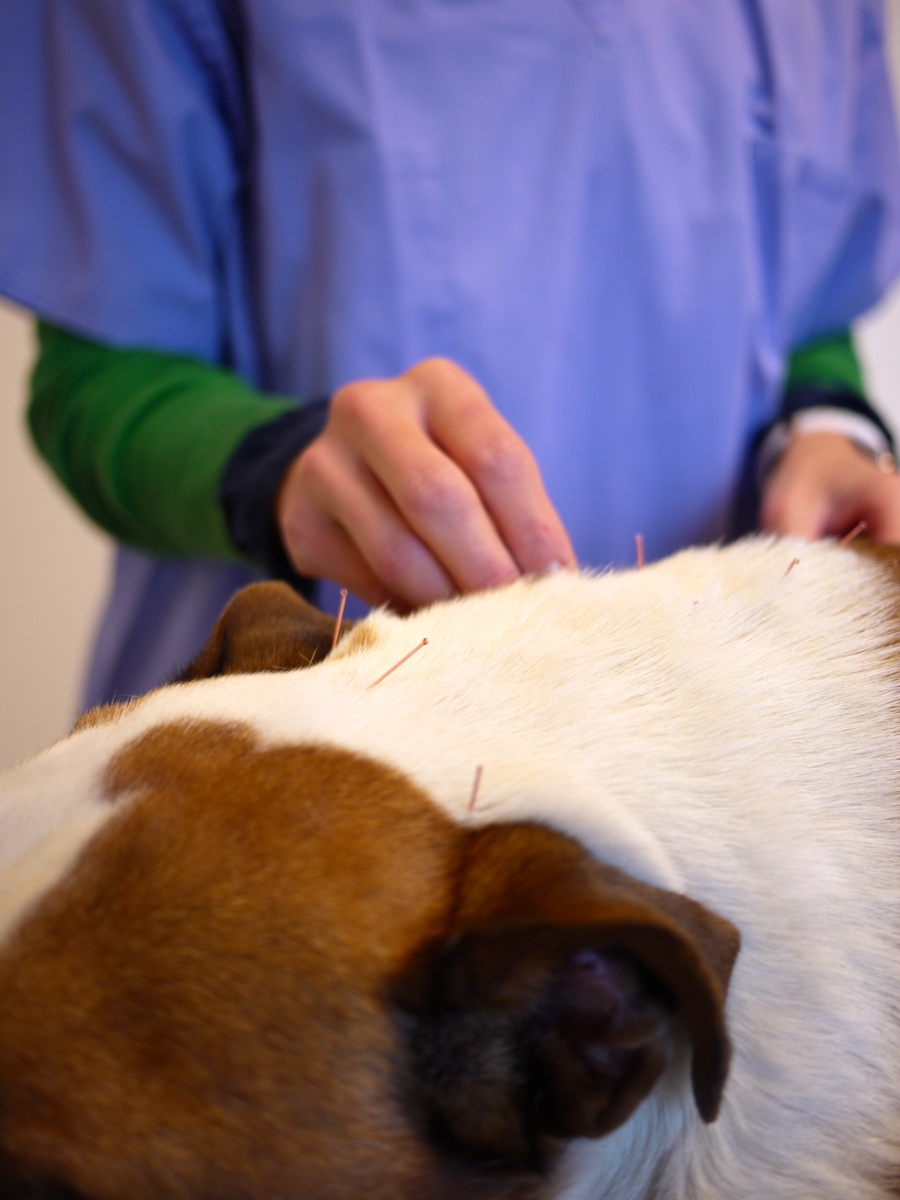 Acupunctuur | Dierenarts Gaëlle De Groote