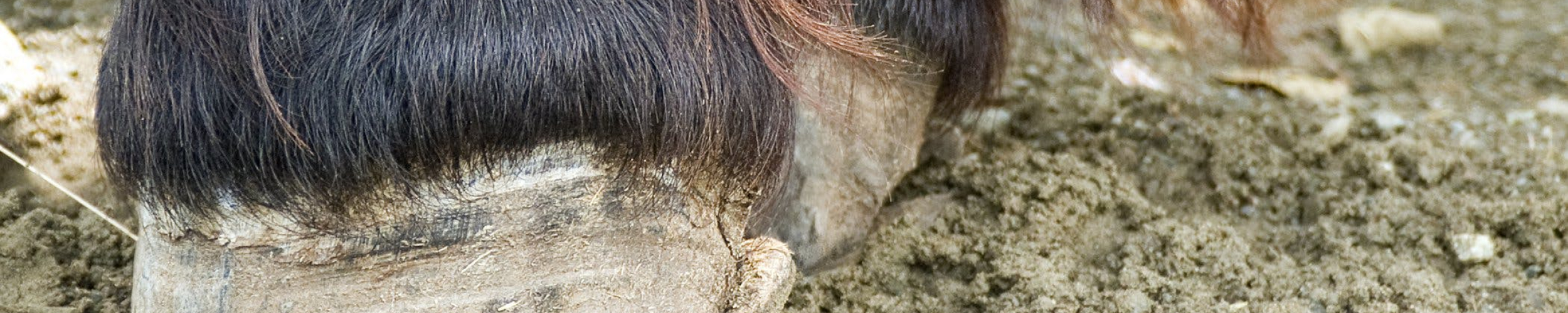 Hoefbevangenheid | Dierenarts Gaëlle De Groote