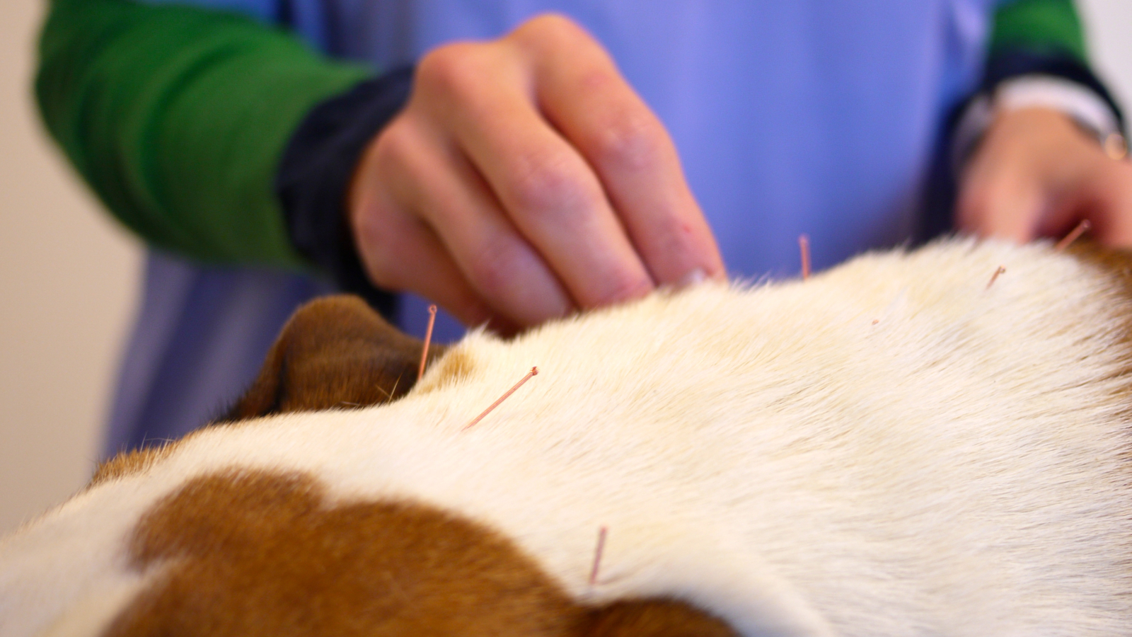 Acupunctuur | Dierenarts Gaëlle De Groote